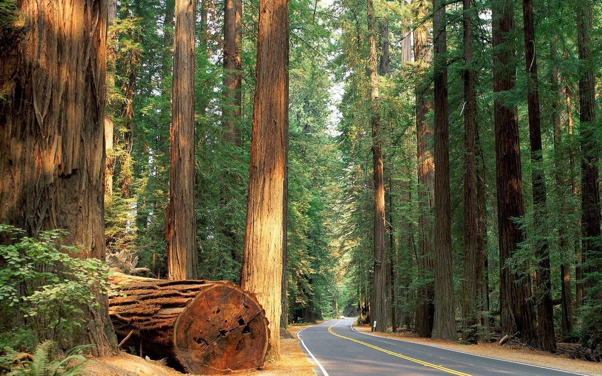 Sequoia Wallpapers - Top Free Sequoia Backgrounds - WallpaperAccess