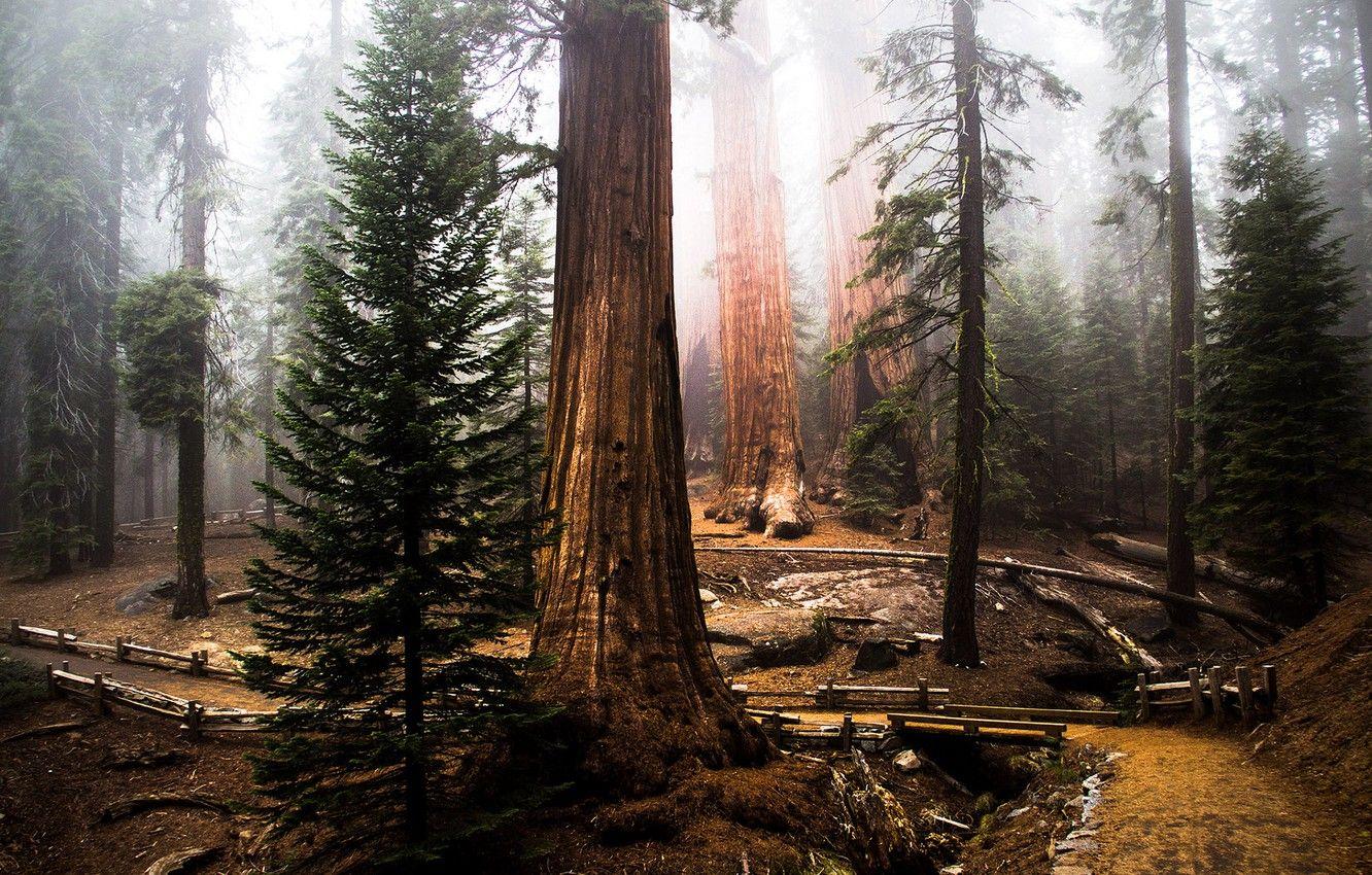 Sequoia Wallpapers - Top Free Sequoia Backgrounds - WallpaperAccess