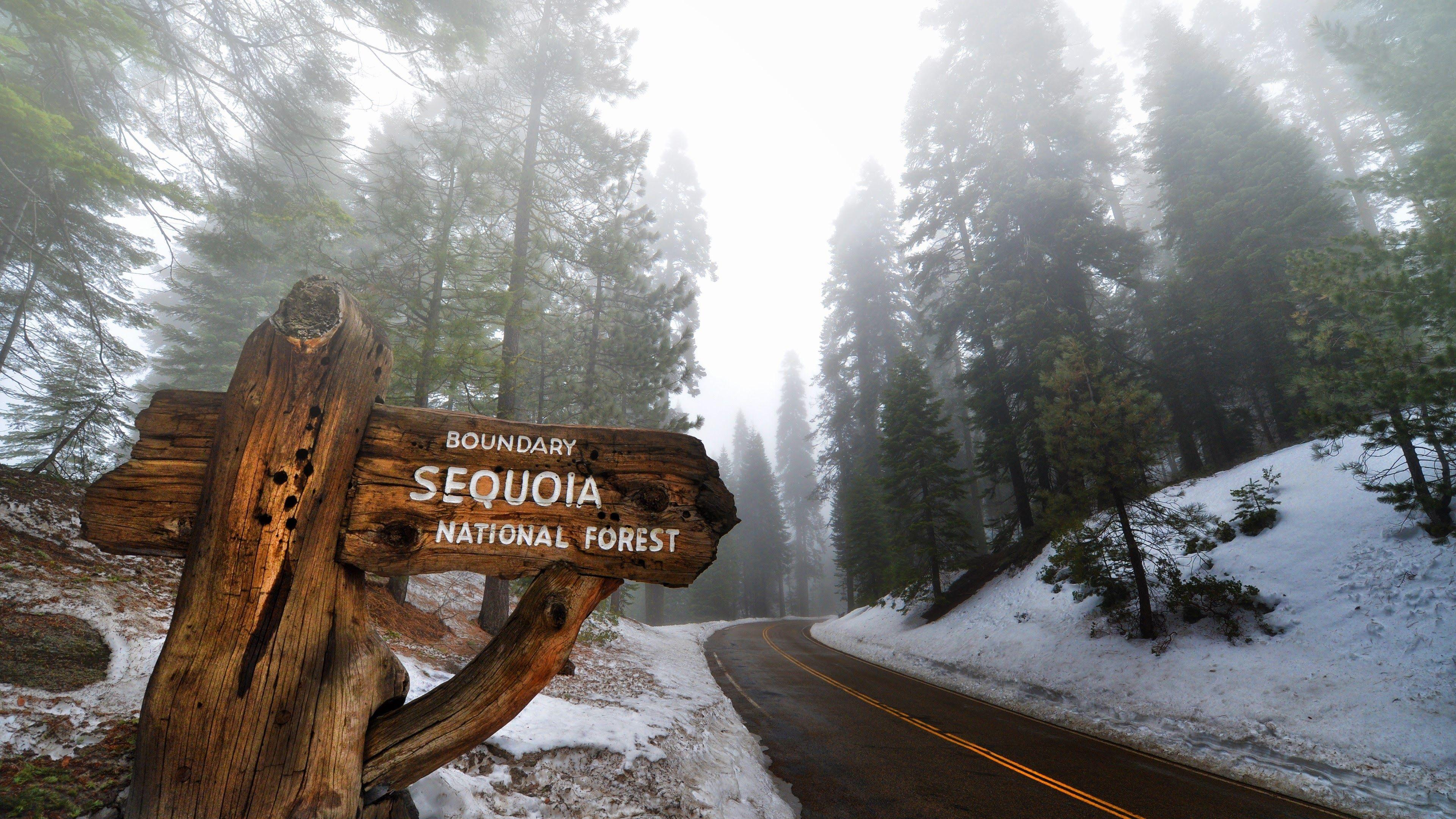 Sequoia Wallpapers - Top Free Sequoia Backgrounds - WallpaperAccess
