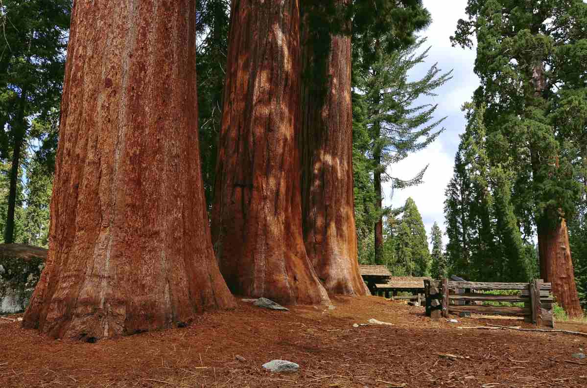 Sequoia Wallpapers - Top Free Sequoia Backgrounds - WallpaperAccess