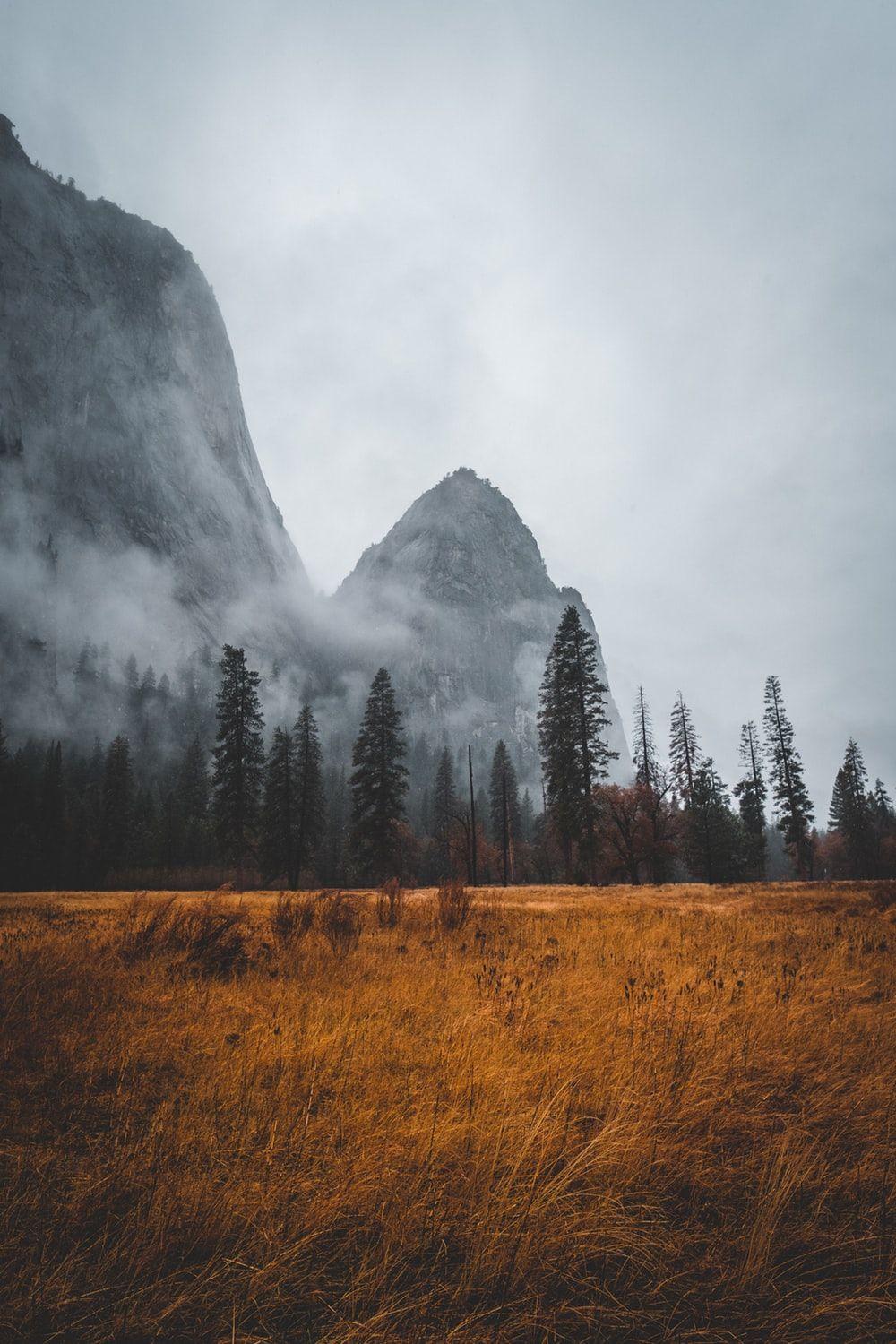 Sequoia Wallpapers - Top Free Sequoia Backgrounds - WallpaperAccess