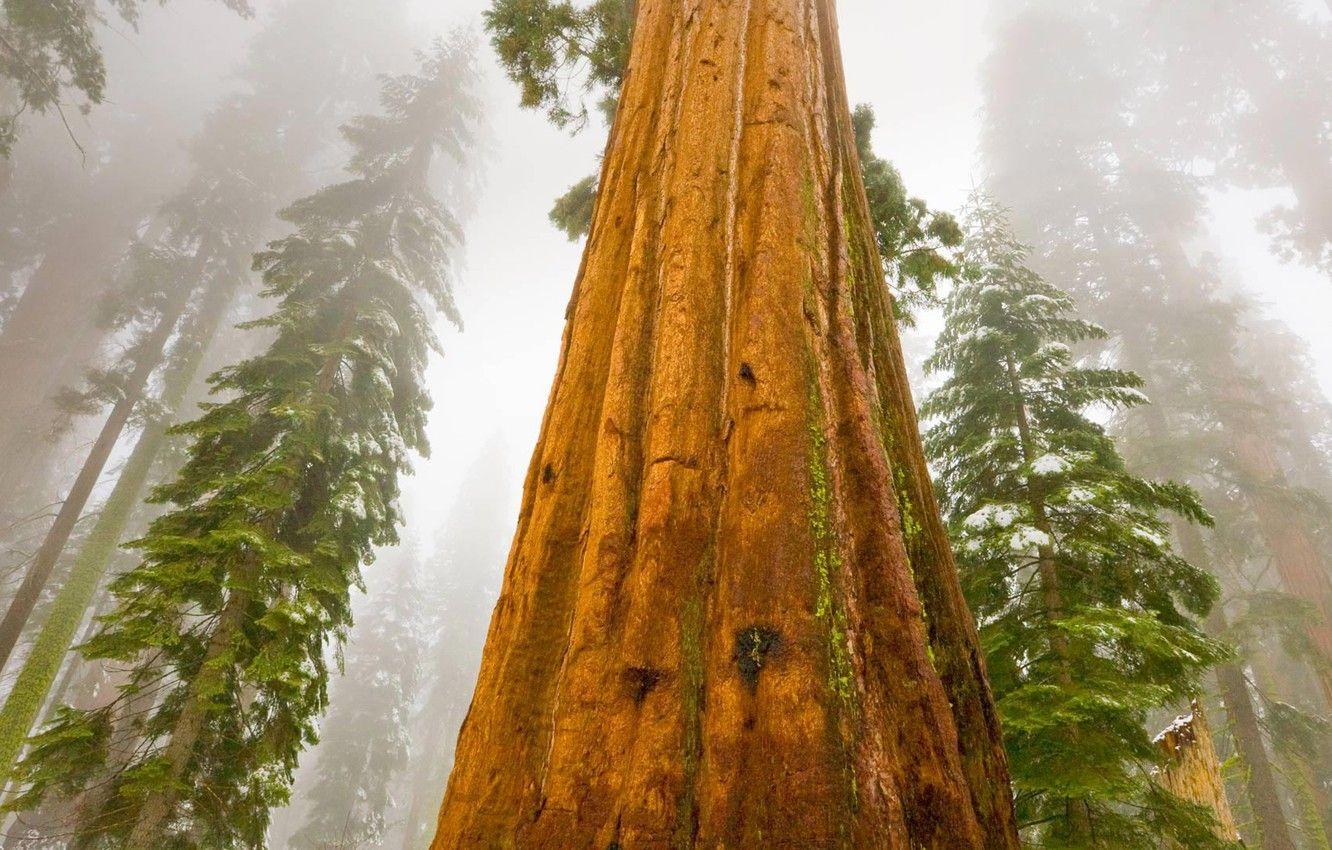 Sequoia Wallpapers - Top Free Sequoia Backgrounds - WallpaperAccess