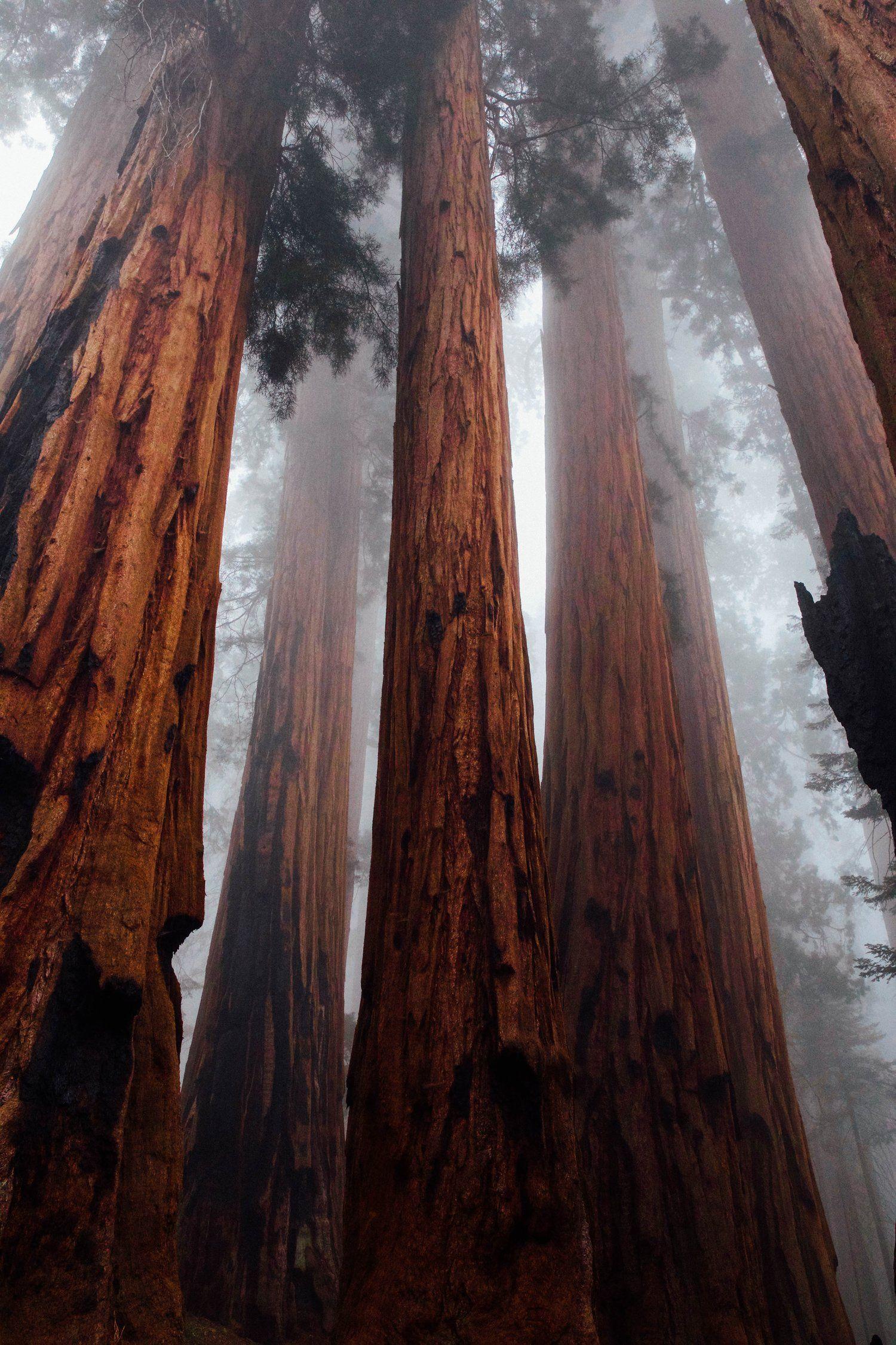 Sequoia Wallpapers - Top Free Sequoia Backgrounds - WallpaperAccess
