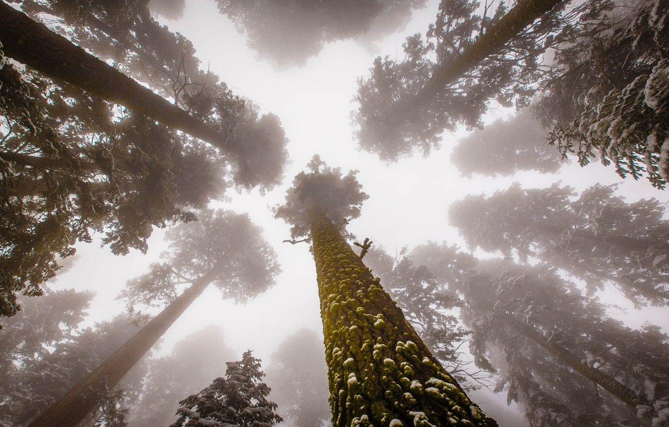 Sequoia Wallpapers - Top Free Sequoia Backgrounds - WallpaperAccess