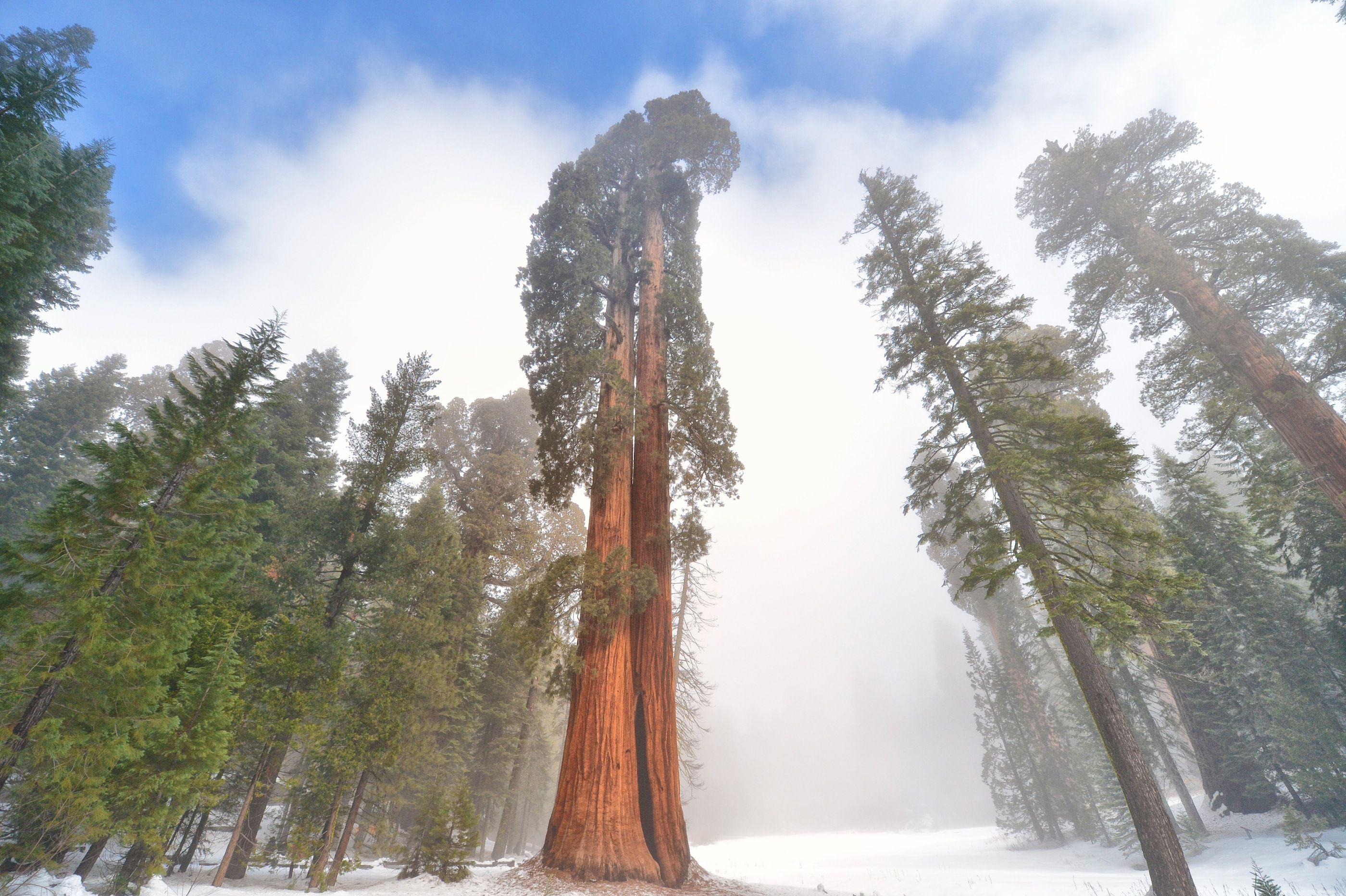 Sequoia Wallpapers - Top Free Sequoia Backgrounds - WallpaperAccess