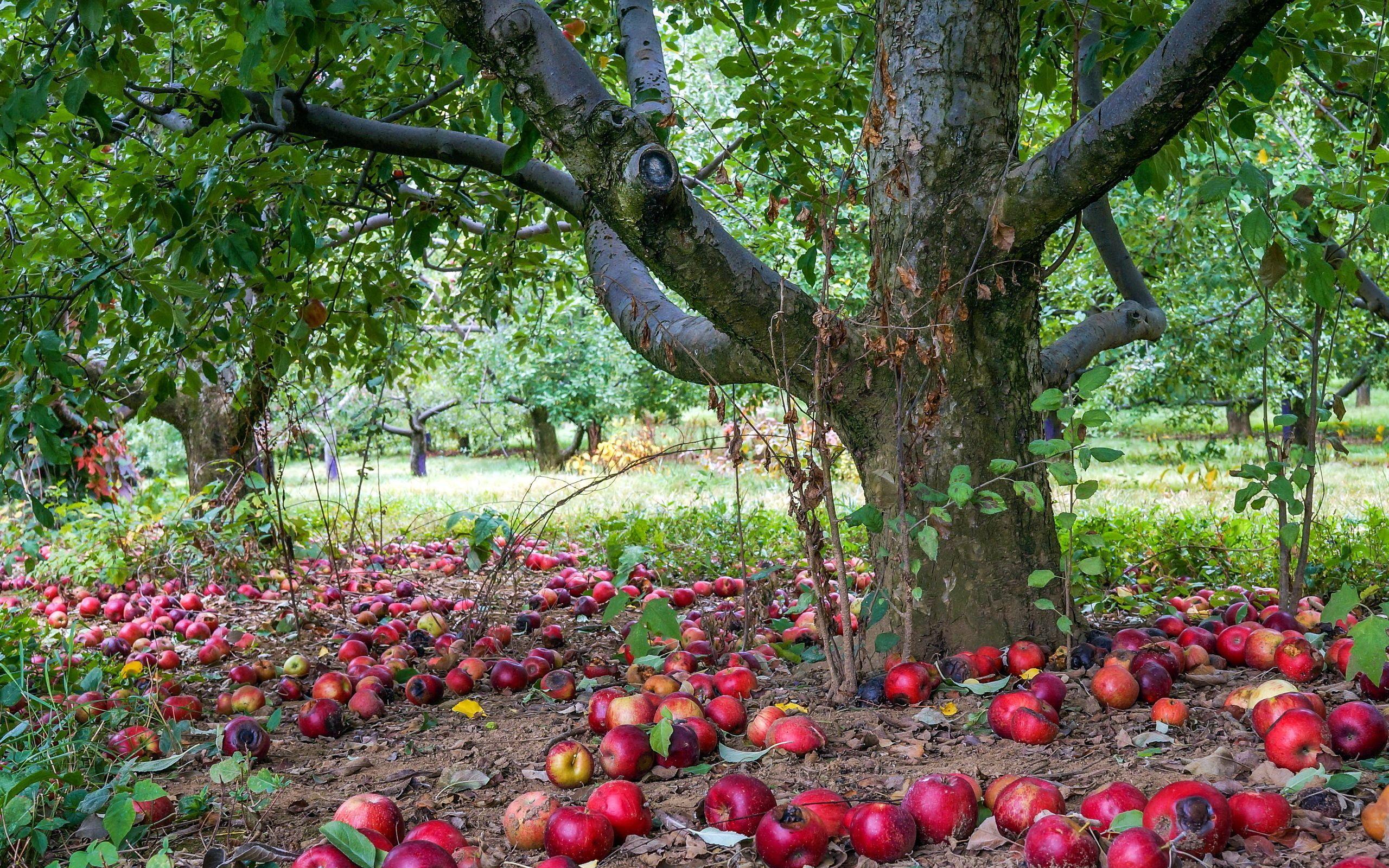 Apple Tree Wallpapers - Top Free Apple Tree Backgrounds - WallpaperAccess