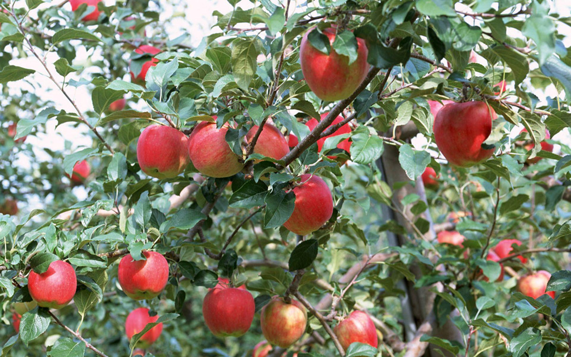 Apple Tree Wallpapers - Top Free Apple Tree Backgrounds - WallpaperAccess