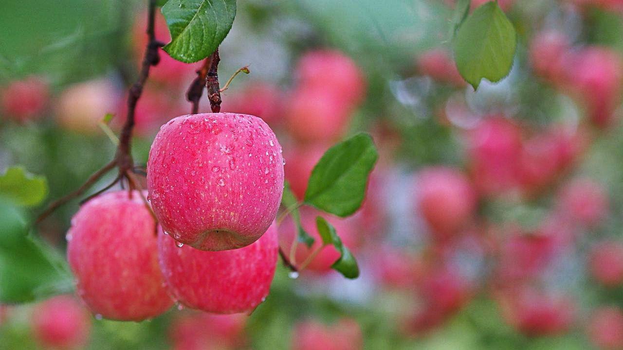 Apple Tree Wallpapers - Top Free Apple Tree Backgrounds - WallpaperAccess