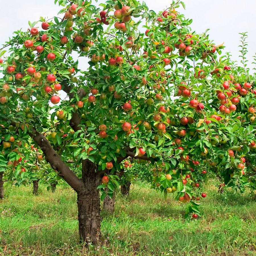 Apple Tree Wallpapers - Top Free Apple Tree Backgrounds - WallpaperAccess