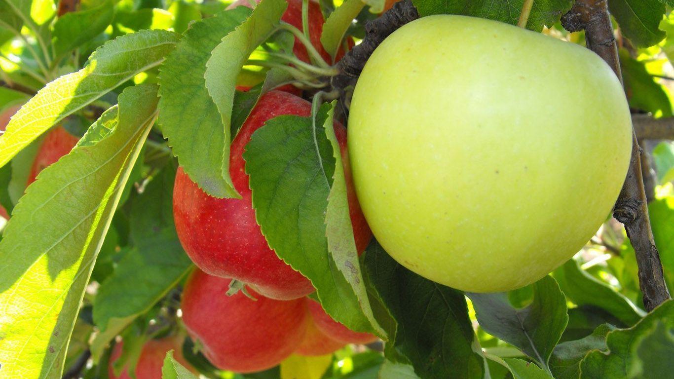 Apple Tree Wallpapers - Top Free Apple Tree Backgrounds - WallpaperAccess