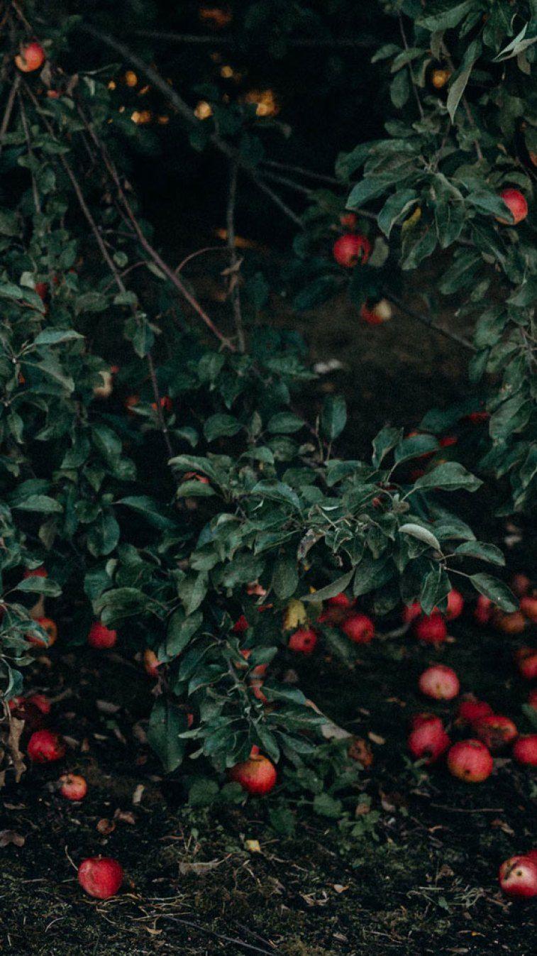 Apple Tree Wallpapers - Top Free Apple Tree Backgrounds - WallpaperAccess