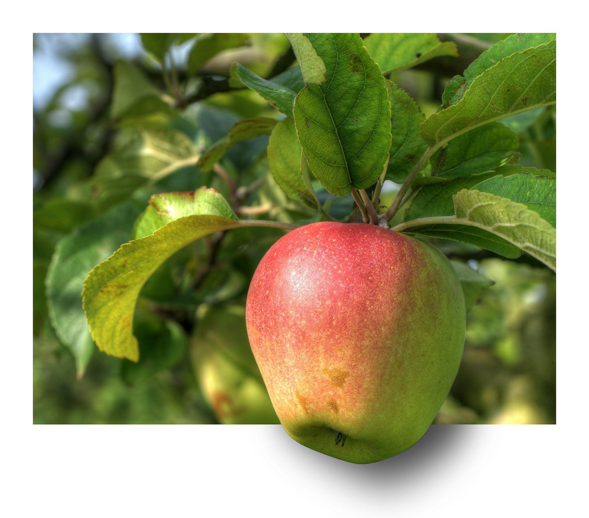 Apple Tree Wallpapers - Top Free Apple Tree Backgrounds - WallpaperAccess