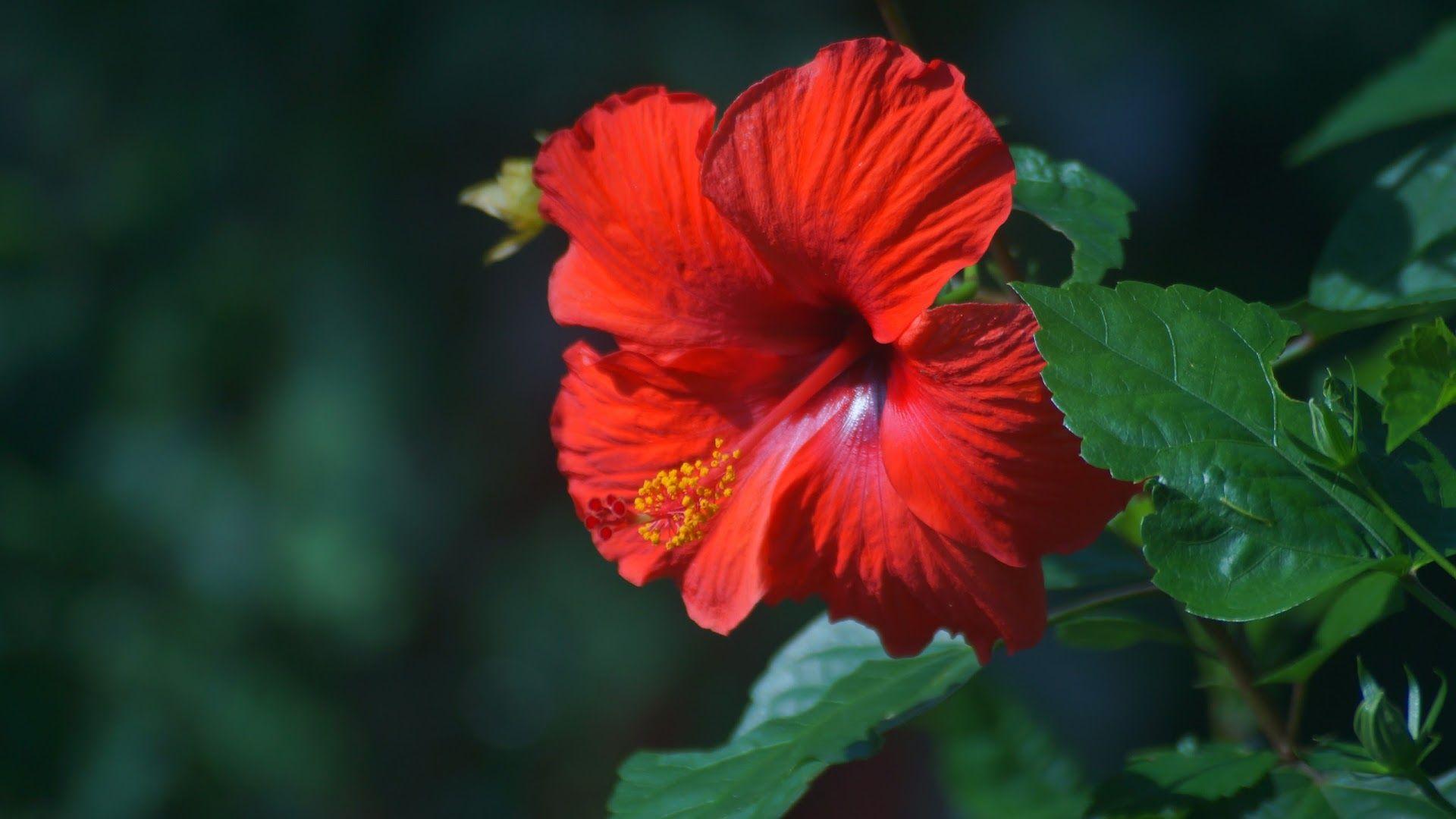 Bunga Wallpapers - Top Free Bunga Backgrounds - WallpaperAccess