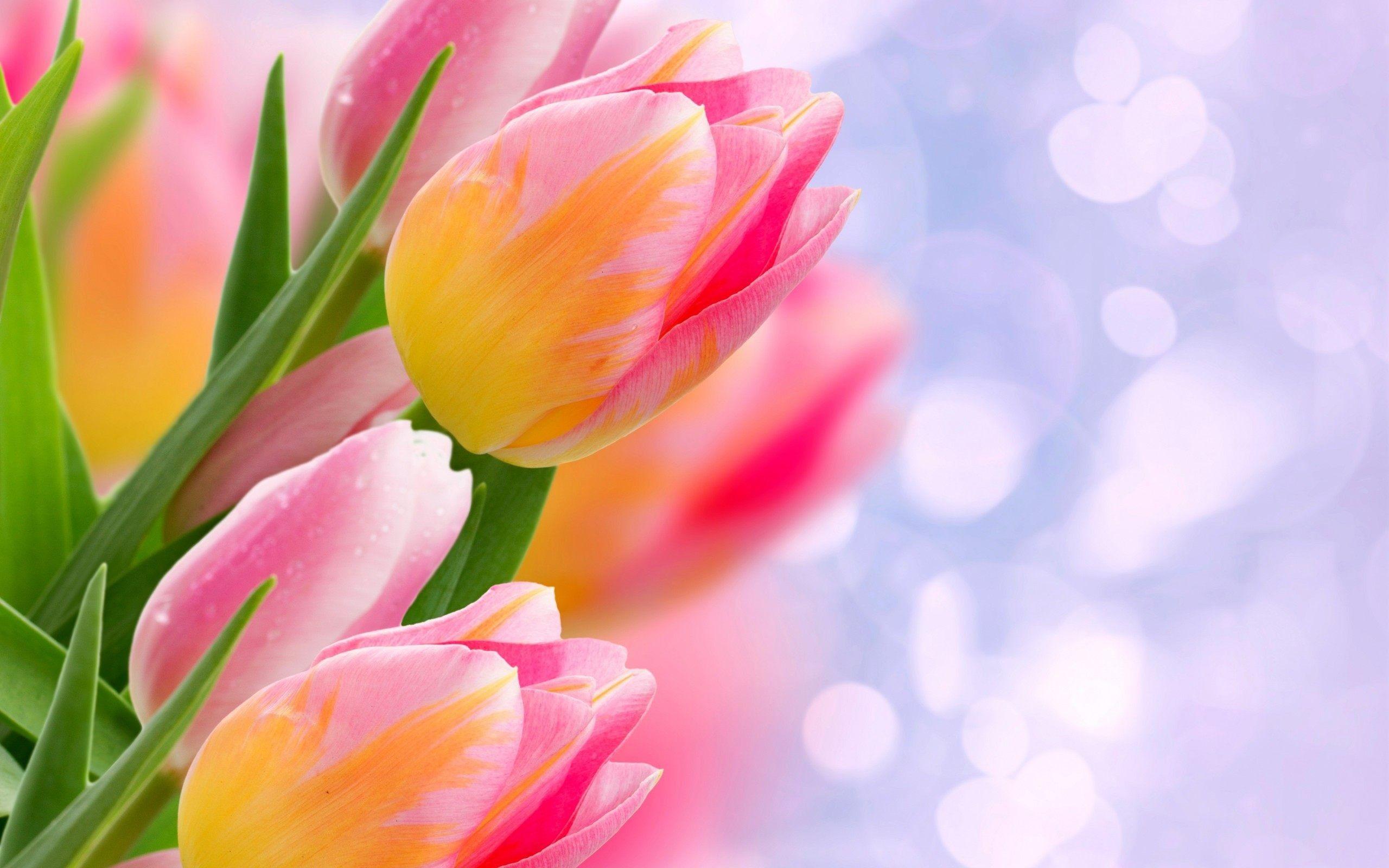 947 Background Flower Tulips MyWeb
