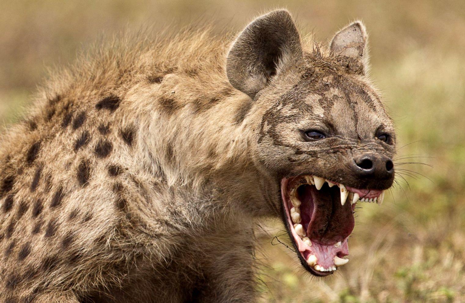 Hyena Wallpapers - Top Free Hyena Backgrounds - WallpaperAccess