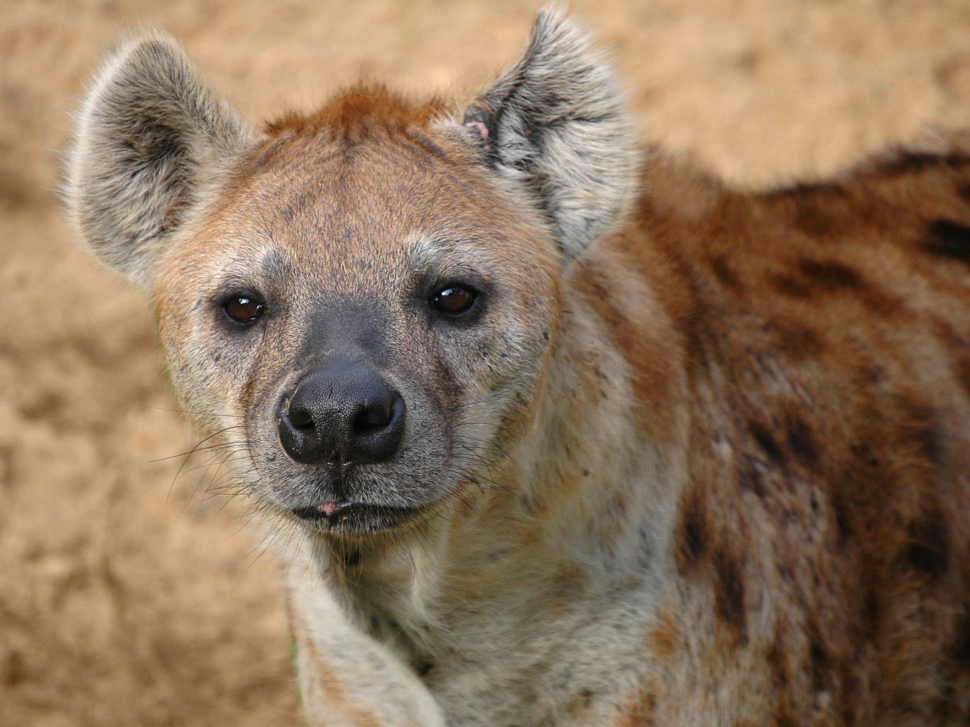 Hyena Wallpapers - Top Free Hyena Backgrounds - WallpaperAccess