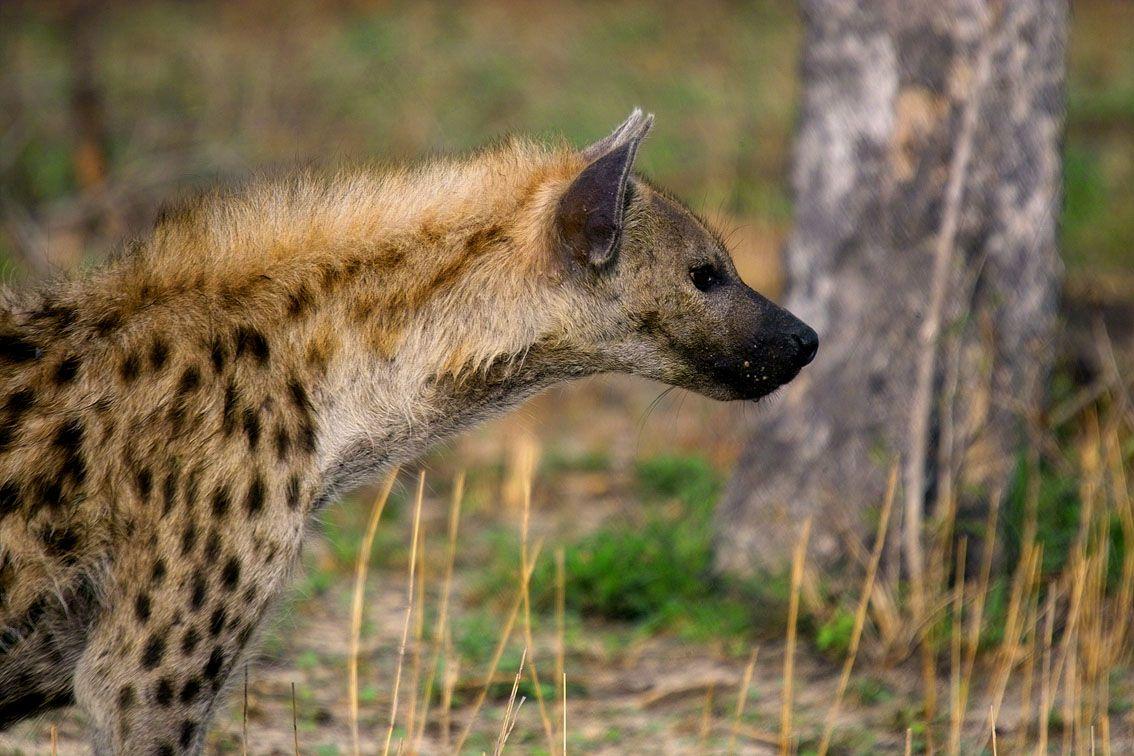 Hyena Wallpapers - Top Free Hyena Backgrounds - WallpaperAccess