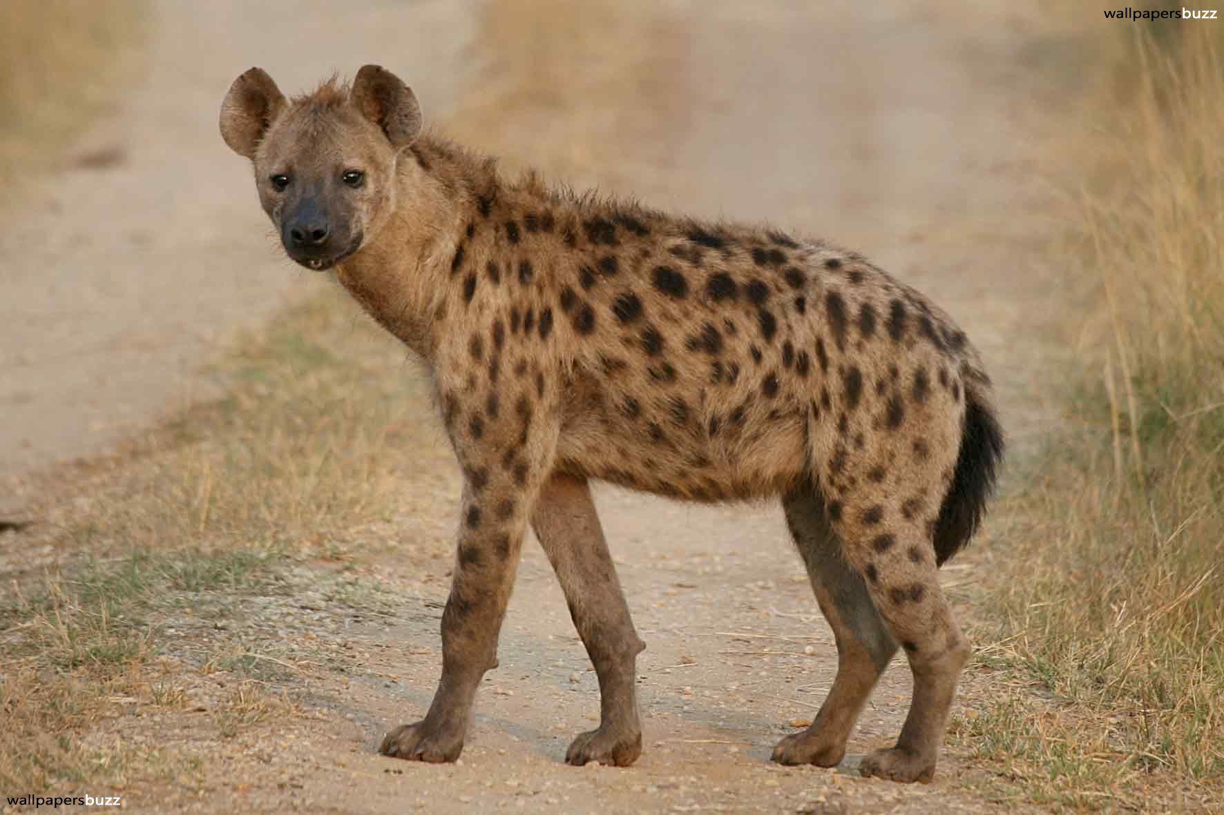Hyena Wallpapers - Top Free Hyena Backgrounds - WallpaperAccess