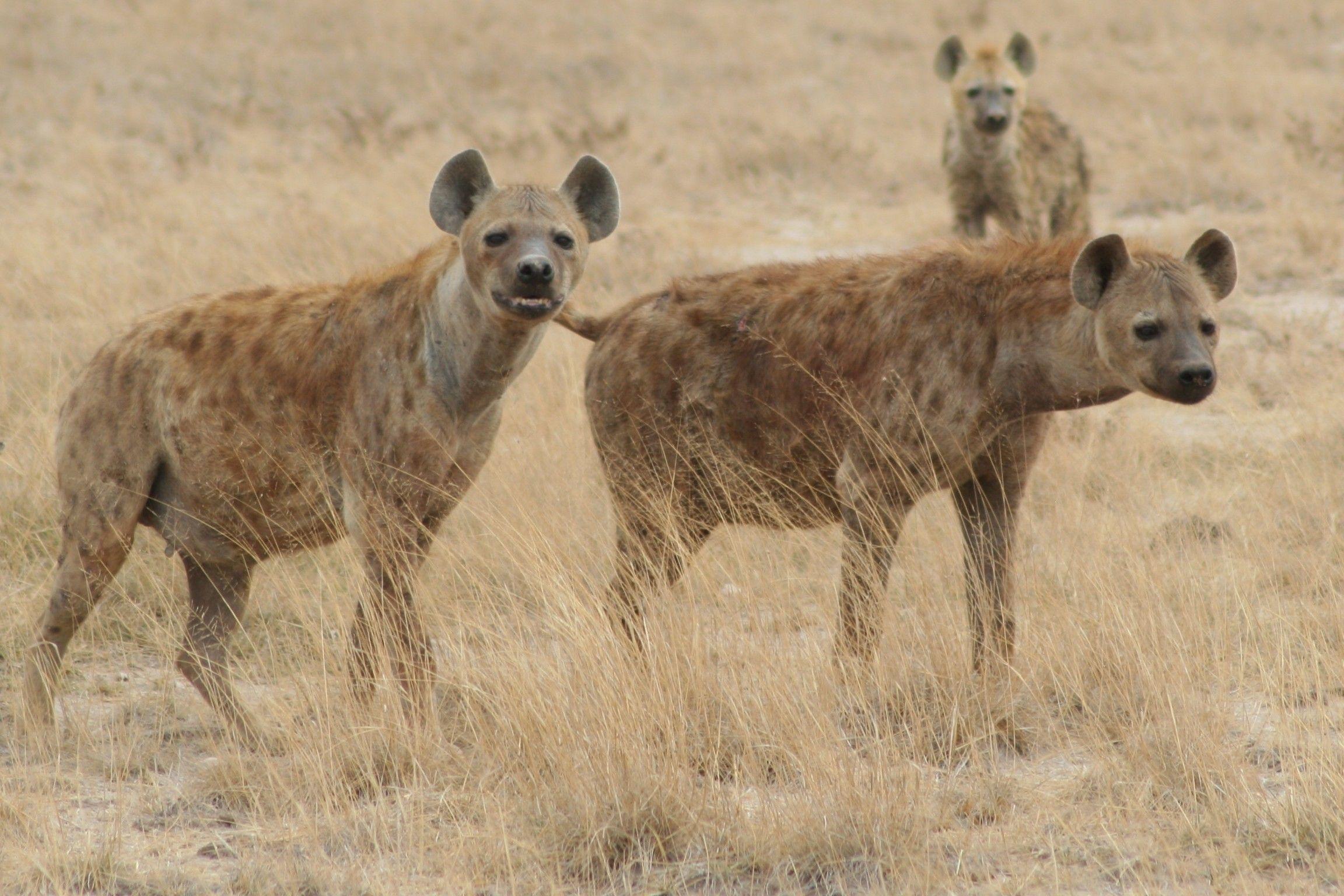 Hyena Wallpapers - Top Free Hyena Backgrounds - WallpaperAccess