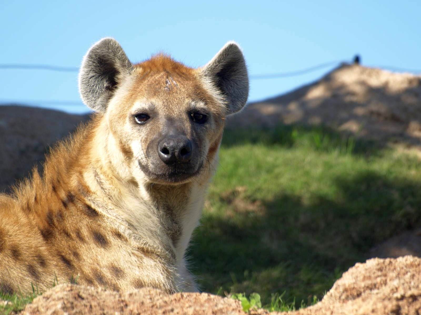 Hyena Wallpapers - Top Free Hyena Backgrounds - WallpaperAccess