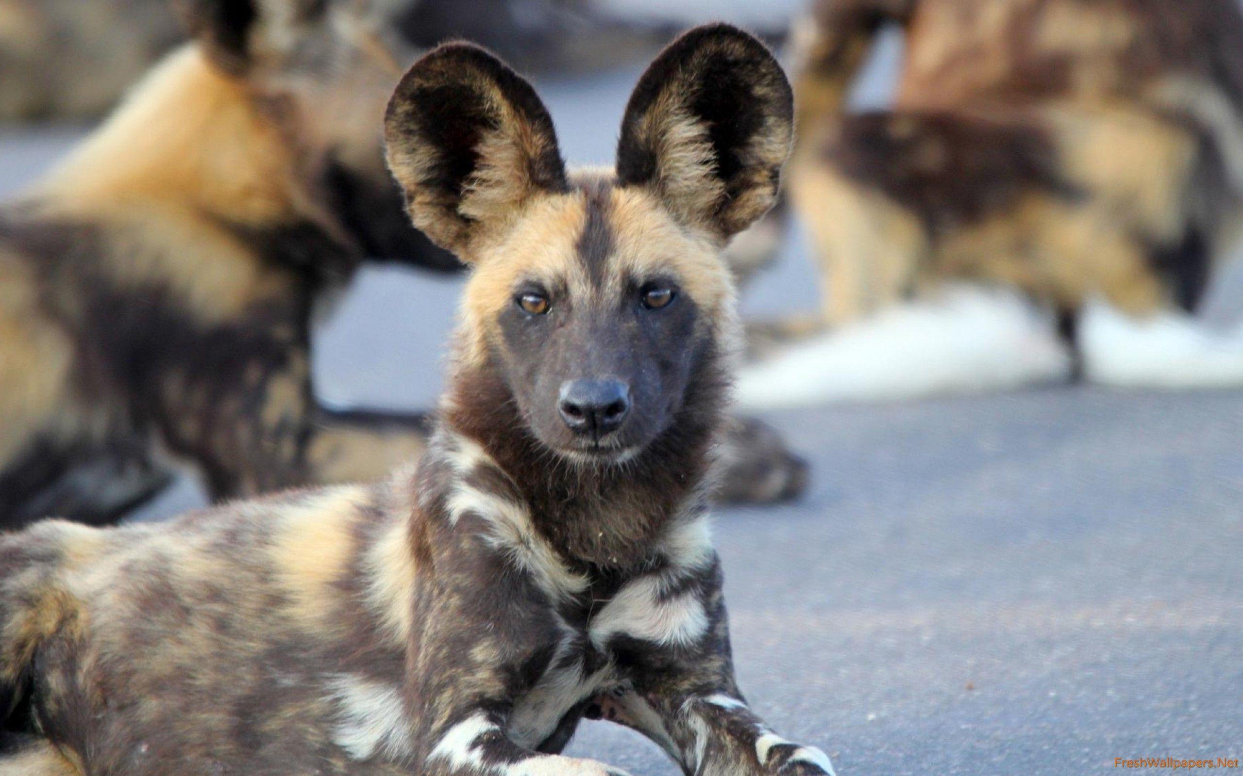 Hyena Wallpapers - Top Free Hyena Backgrounds - WallpaperAccess