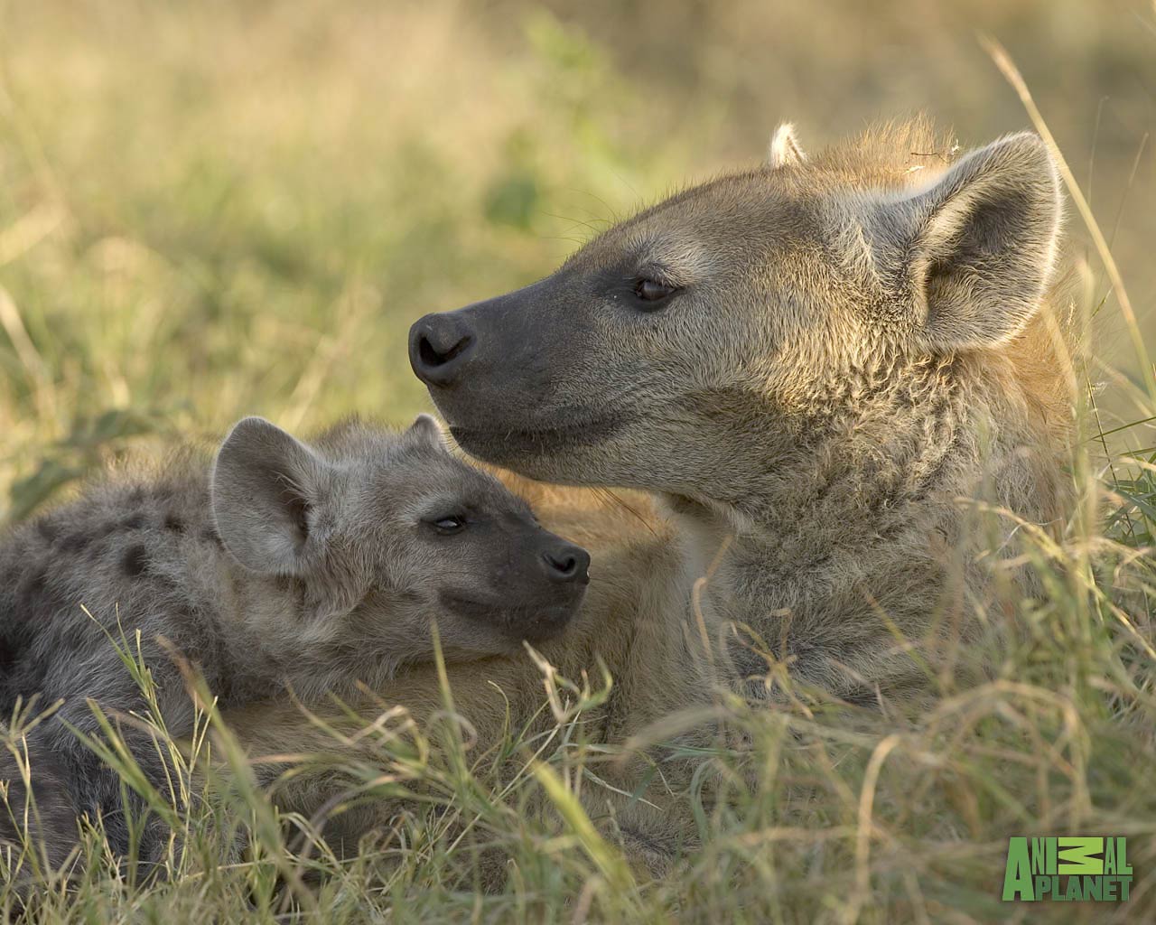 Hyena Wallpapers - Top Free Hyena Backgrounds - WallpaperAccess