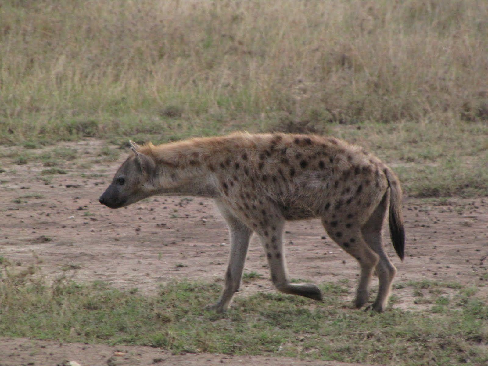 Hyena Wallpapers - Top Free Hyena Backgrounds - WallpaperAccess