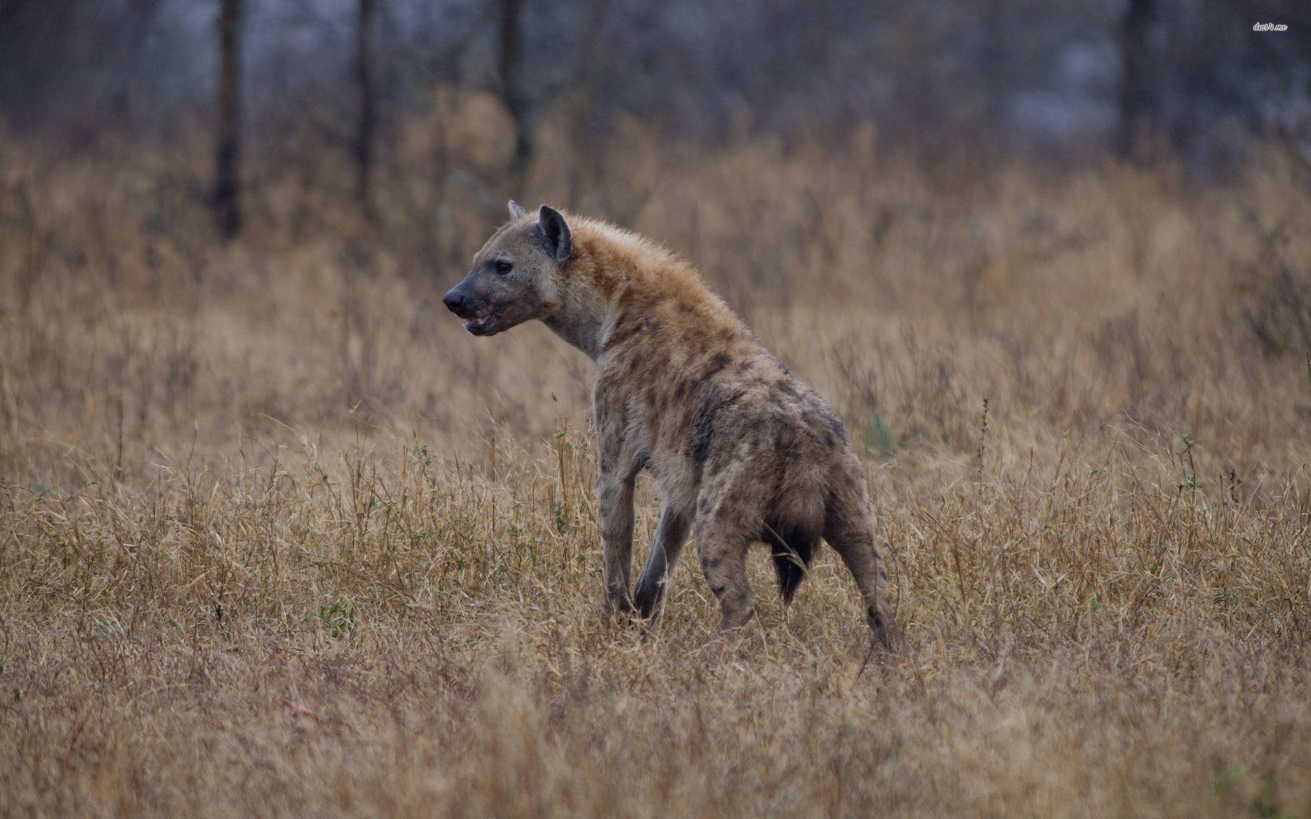 Hyena Wallpapers - Top Free Hyena Backgrounds - WallpaperAccess