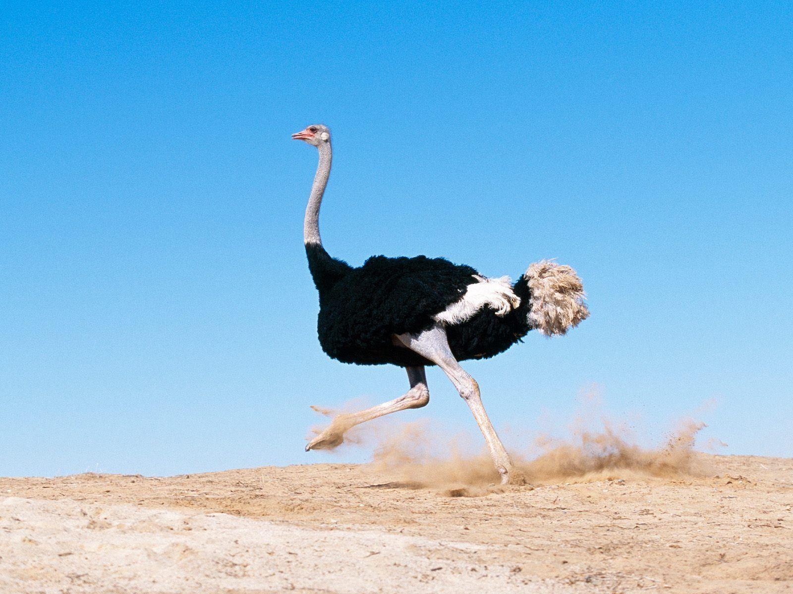 Ostrich Wallpapers - Top Free Ostrich Backgrounds - WallpaperAccess