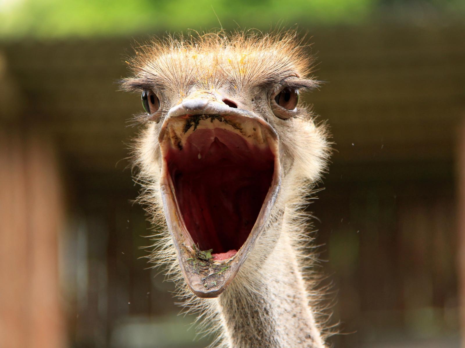 Ostrich Wallpapers - Top Free Ostrich Backgrounds - WallpaperAccess