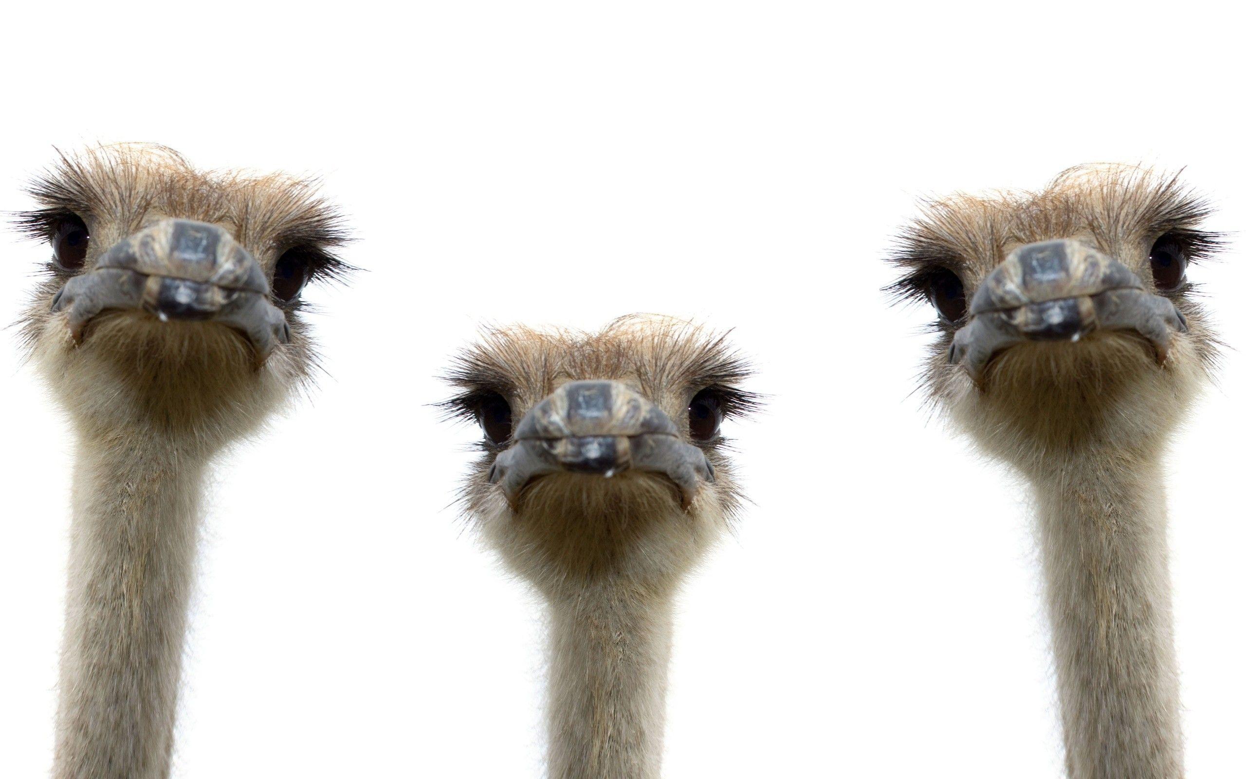 Ostrich Wallpapers - Top Free Ostrich Backgrounds - WallpaperAccess