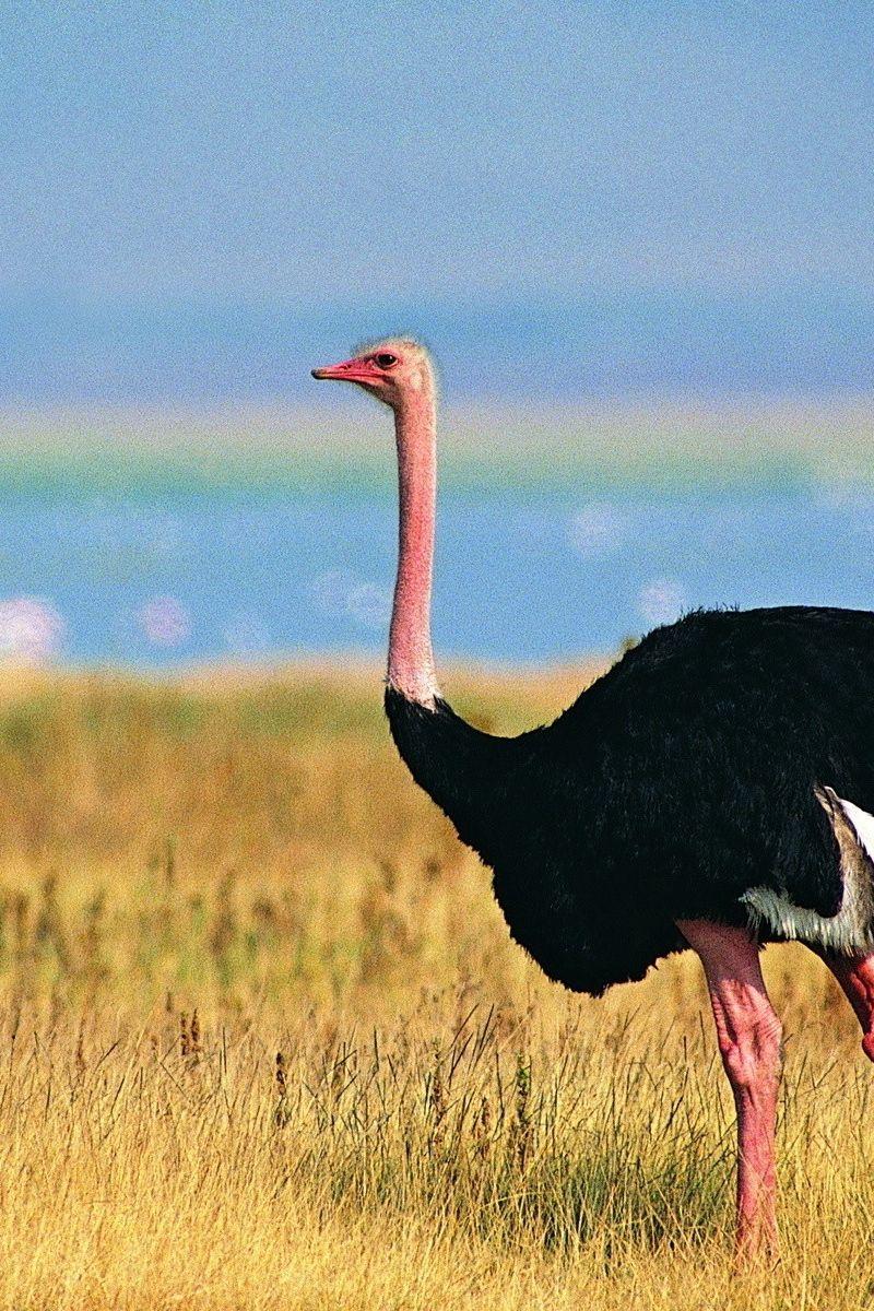 Ostrich Wallpapers - Top Free Ostrich Backgrounds - WallpaperAccess