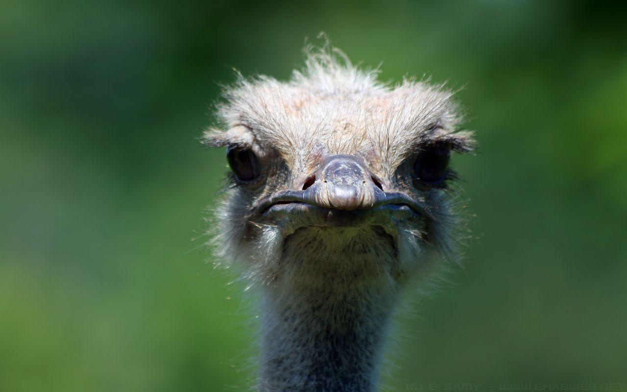 Ostrich Wallpapers - Top Free Ostrich Backgrounds - WallpaperAccess