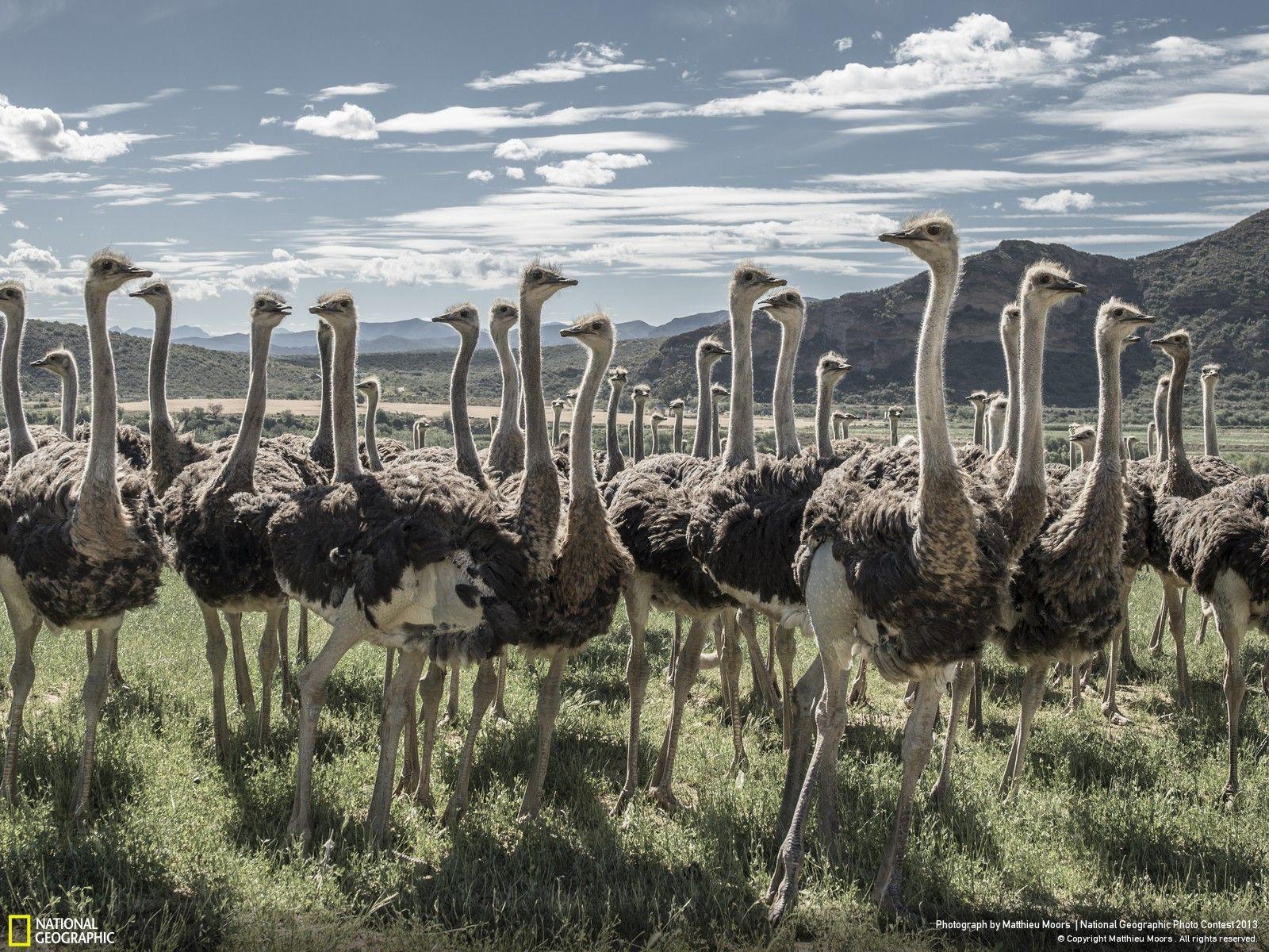Ostrich Wallpapers - Top Free Ostrich Backgrounds - WallpaperAccess