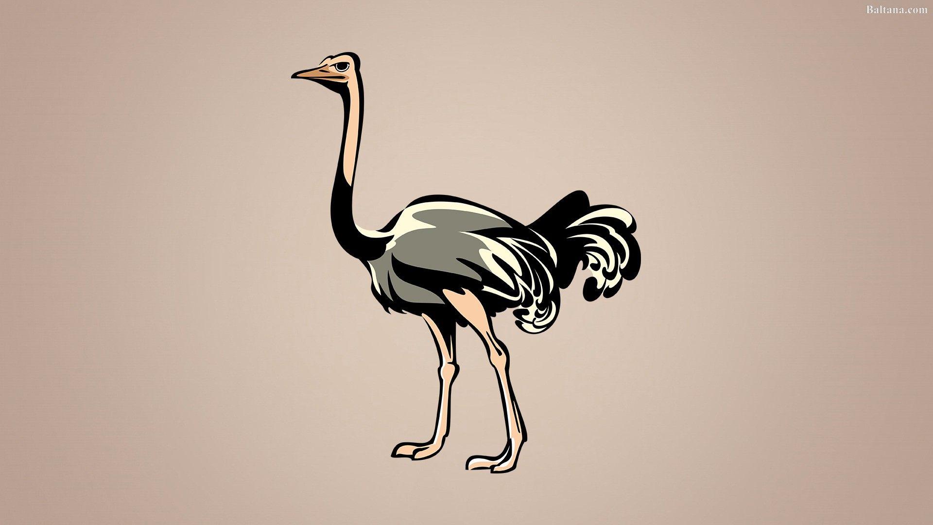 Ostrich Wallpapers - Top Free Ostrich Backgrounds - WallpaperAccess