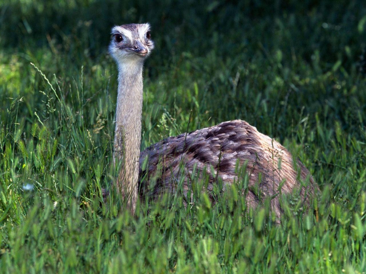 Ostrich Wallpapers - Top Free Ostrich Backgrounds - WallpaperAccess