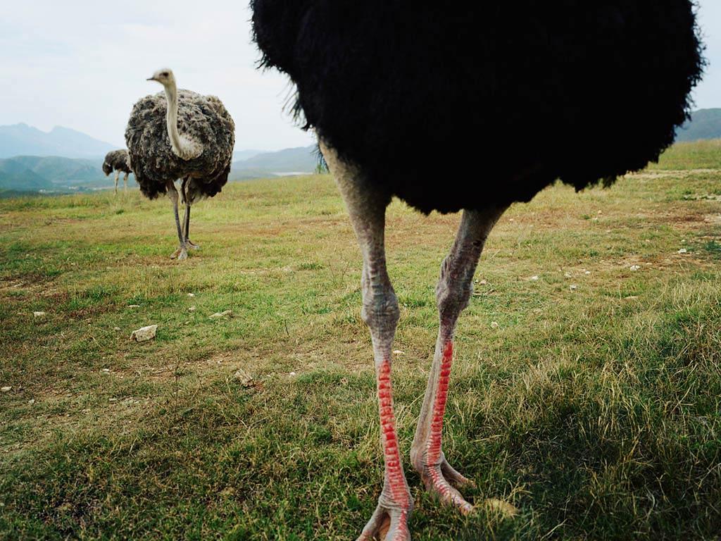 Ostrich Wallpapers - Top Free Ostrich Backgrounds - WallpaperAccess