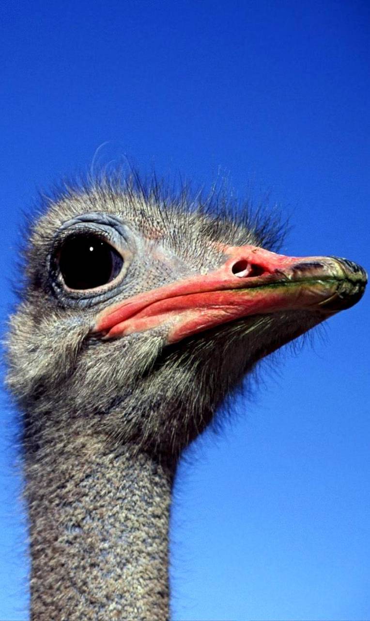 Ostrich Wallpapers - Top Free Ostrich Backgrounds - WallpaperAccess