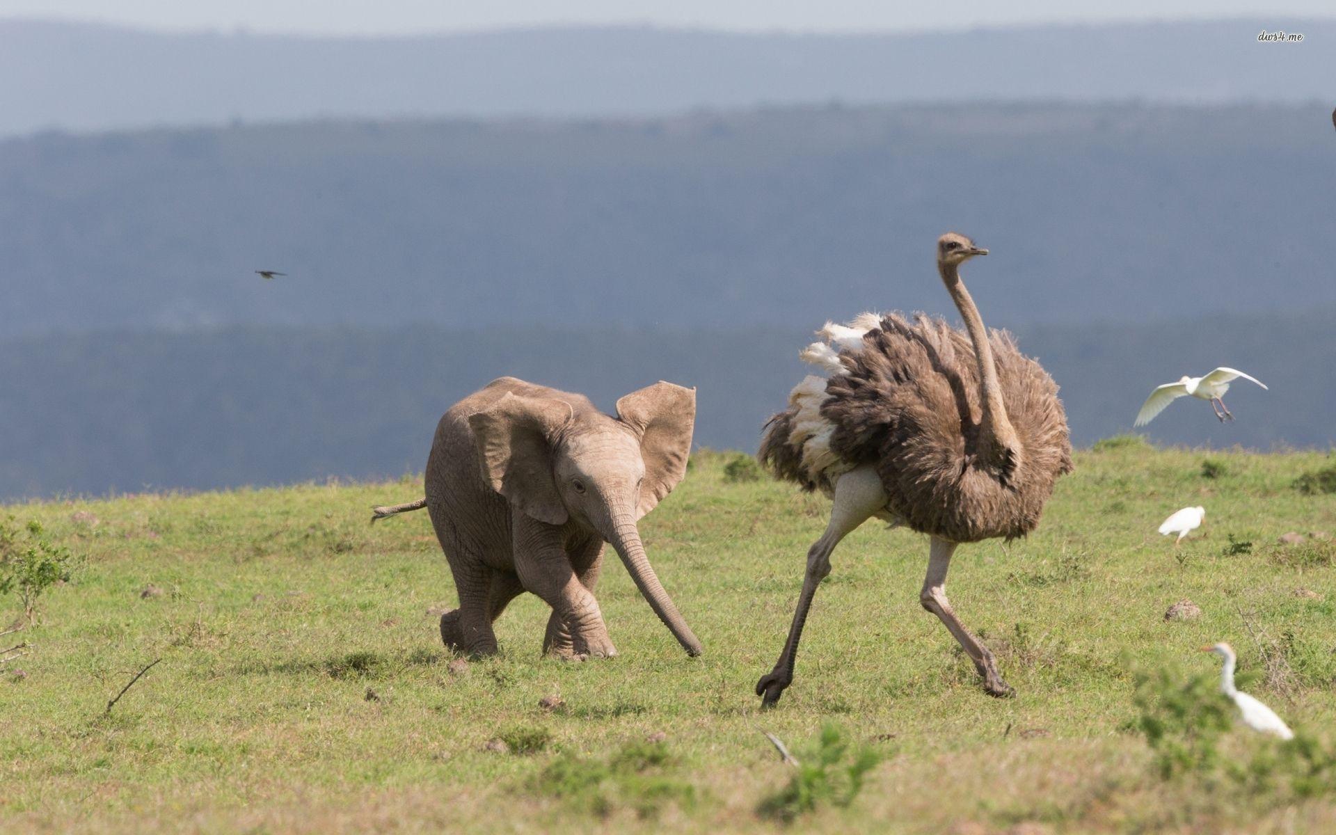 Ostrich Wallpapers - Top Free Ostrich Backgrounds - WallpaperAccess