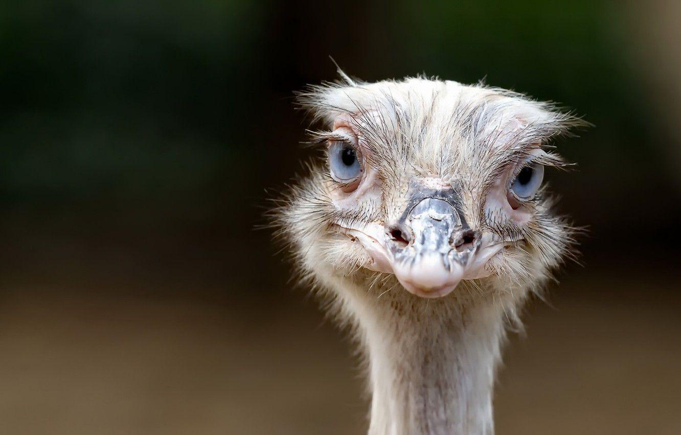 Ostrich Wallpapers - Top Free Ostrich Backgrounds - WallpaperAccess