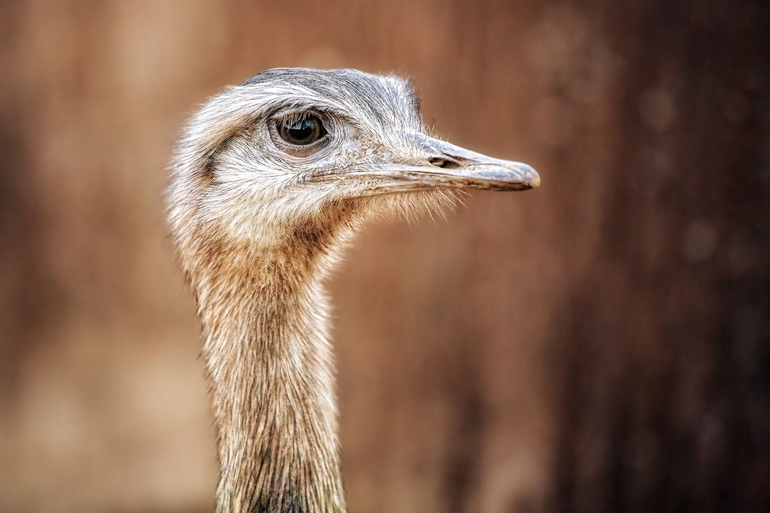 Ostrich Wallpapers - Top Free Ostrich Backgrounds - WallpaperAccess