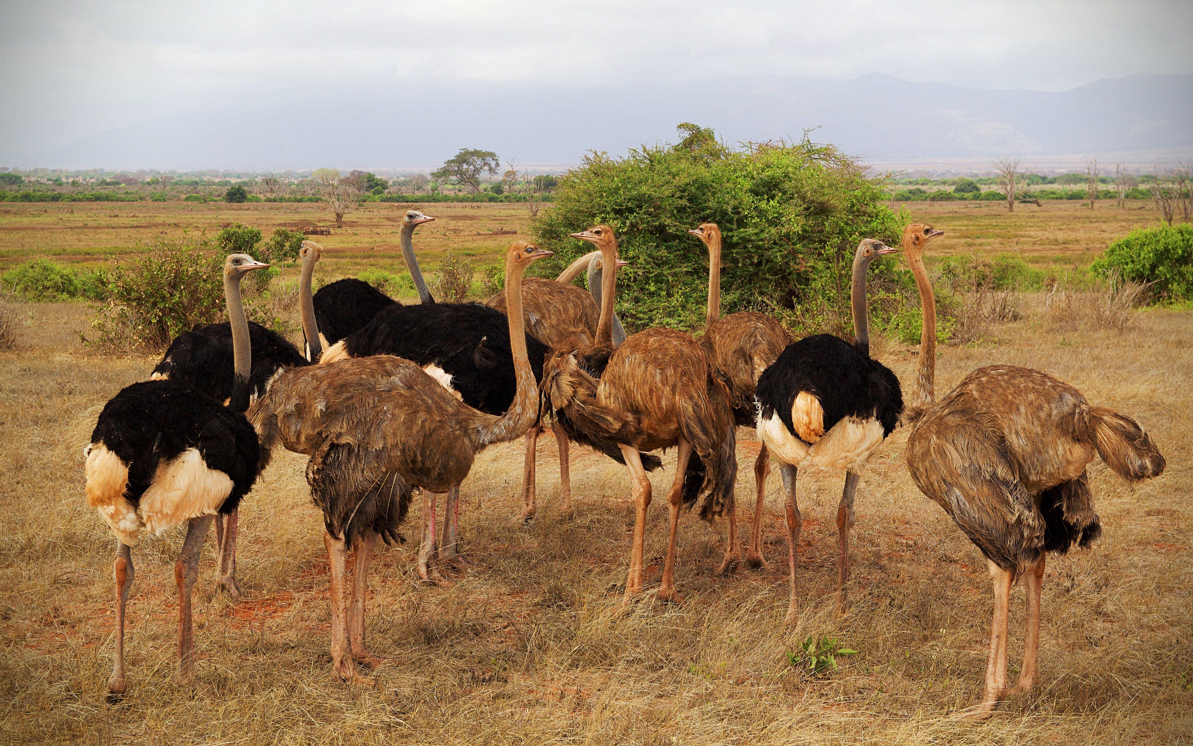 Ostrich Wallpapers - Top Free Ostrich Backgrounds - WallpaperAccess