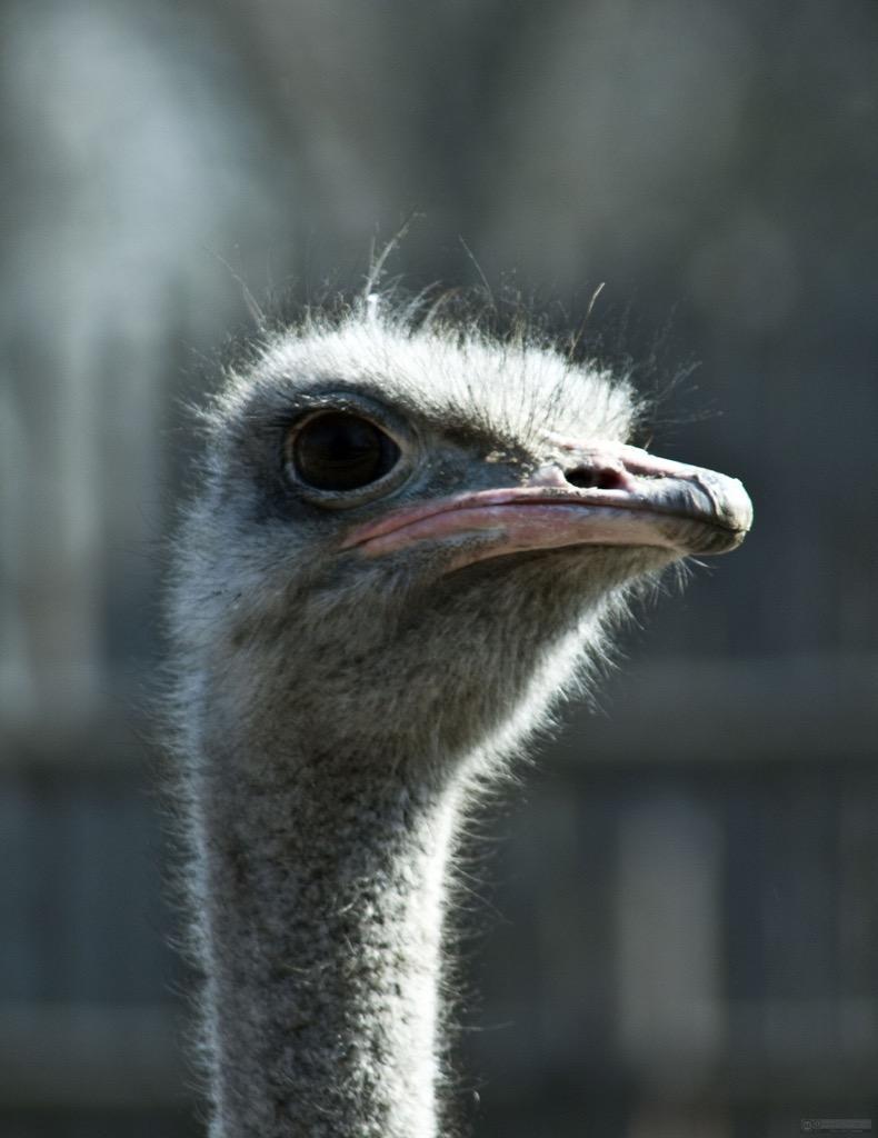 Ostrich Wallpapers - Top Free Ostrich Backgrounds - WallpaperAccess
