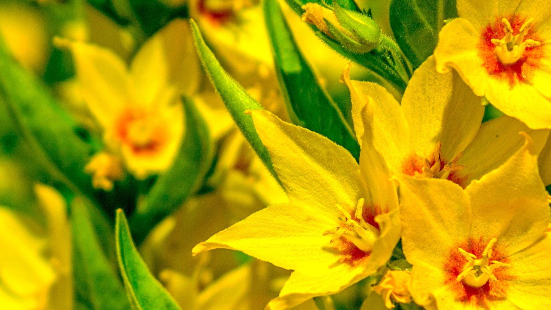 Yellow Flowers HD Wallpapers - Top Free Yellow Flowers HD Backgrounds ...