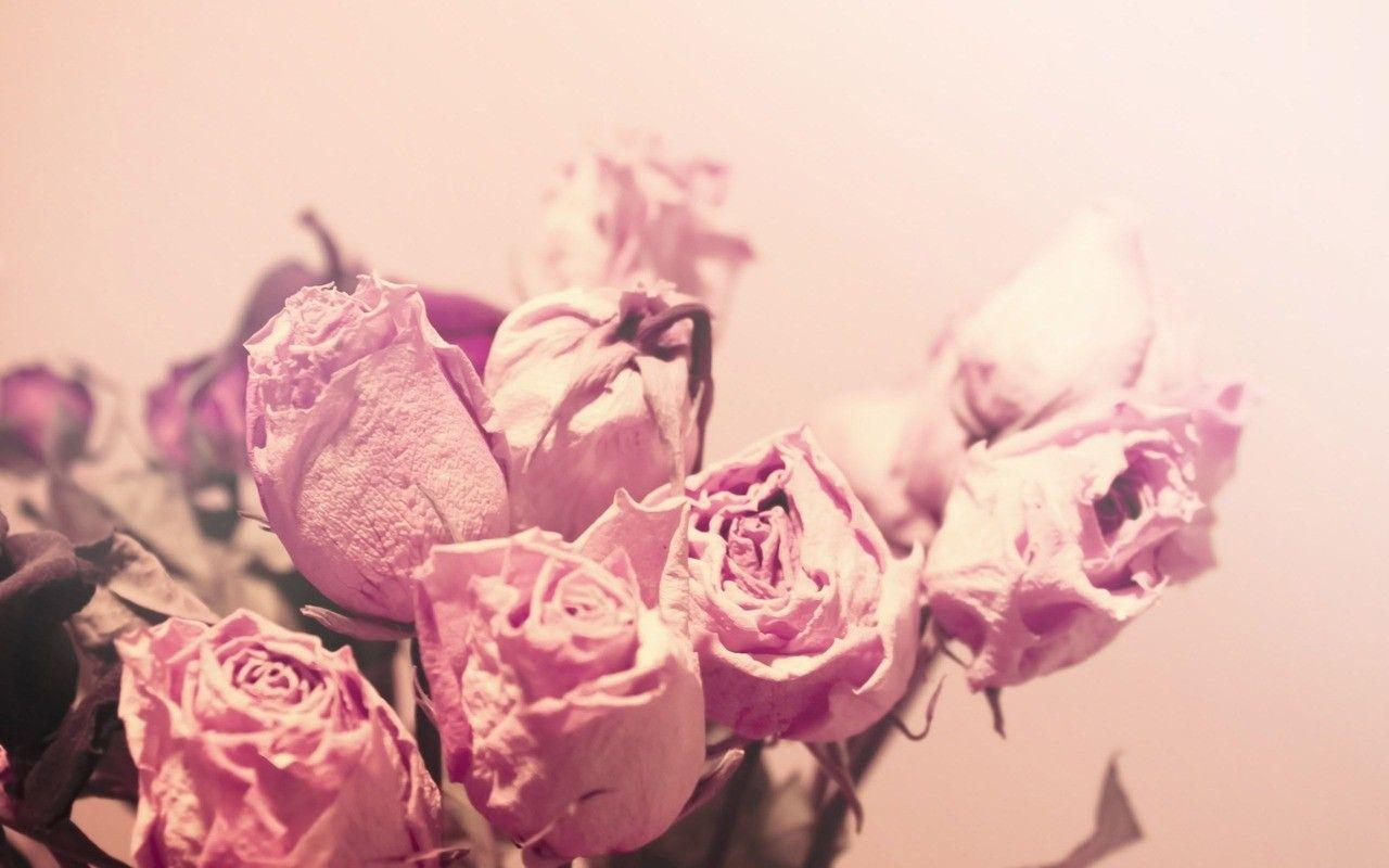 Vintage Roses Wallpapers - Top Free Vintage Roses Backgrounds ...