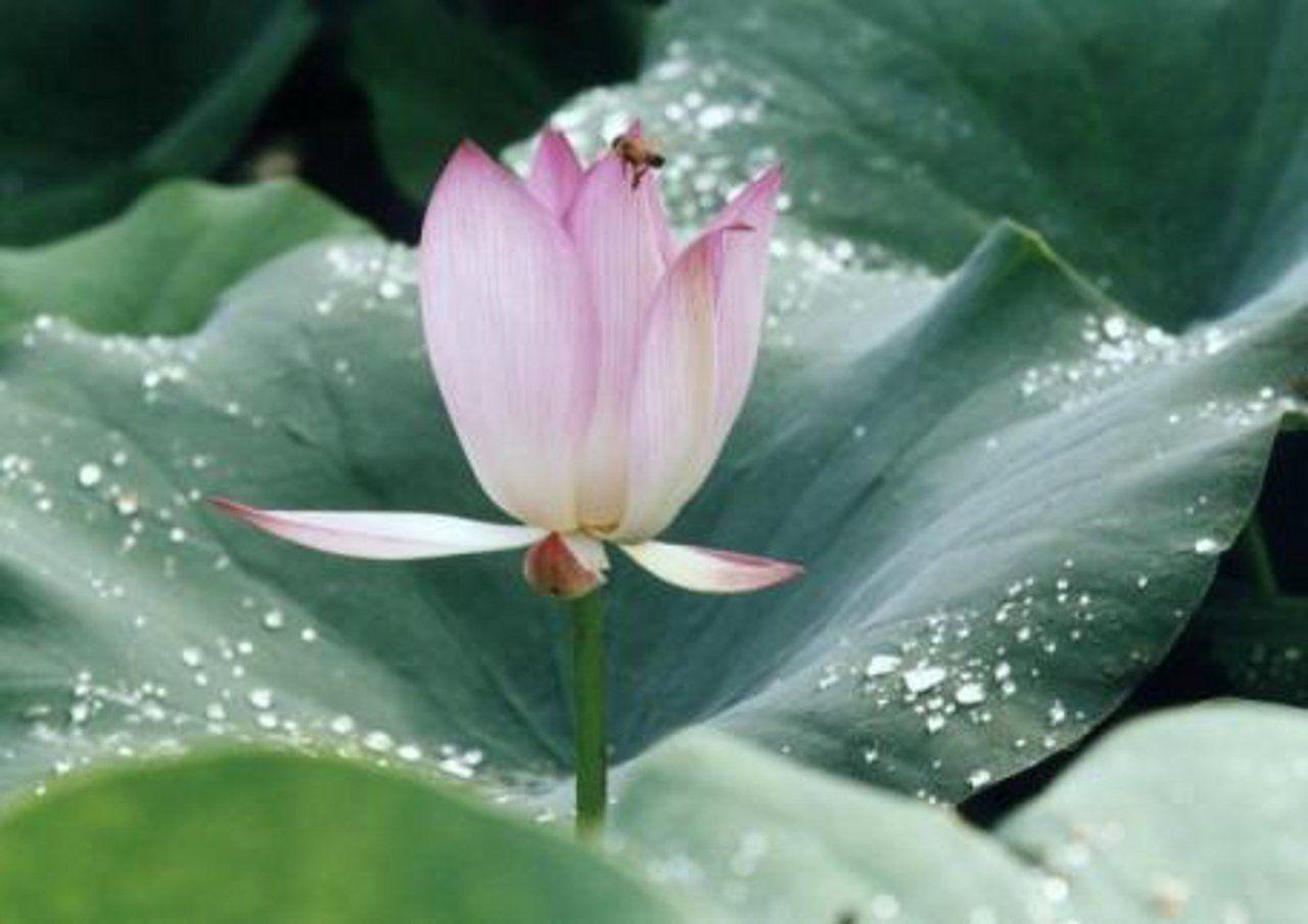 Zen Lotus Wallpapers - Top Free Zen Lotus Backgrounds - WallpaperAccess