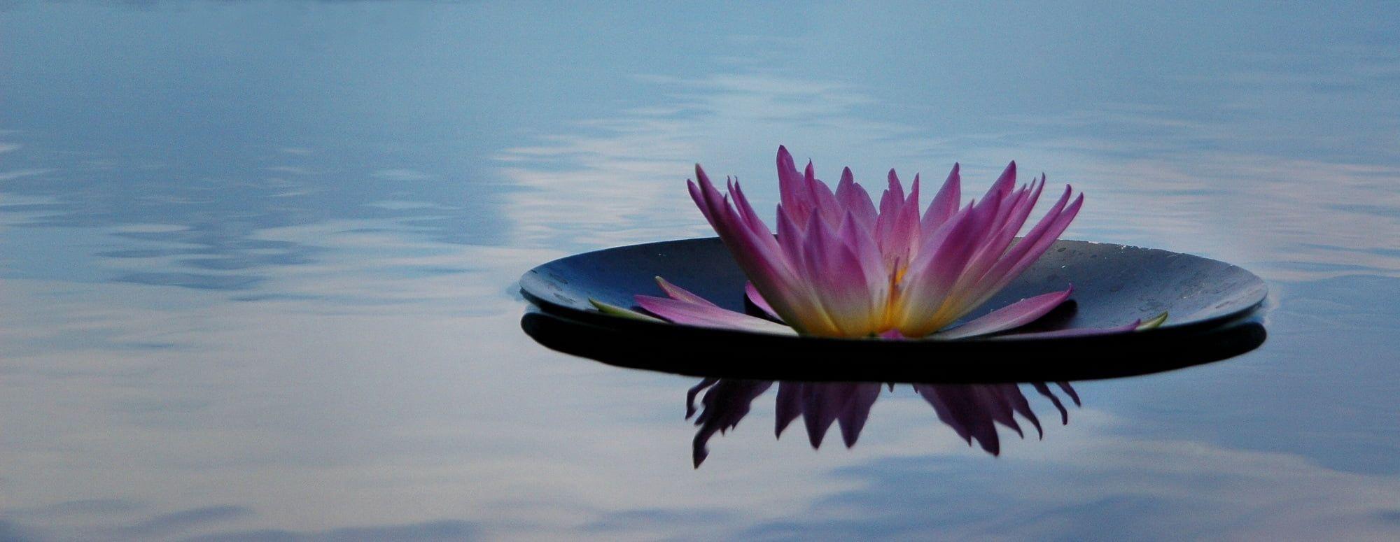 Zen Lotus Wallpapers - Top Free Zen Lotus Backgrounds - WallpaperAccess
