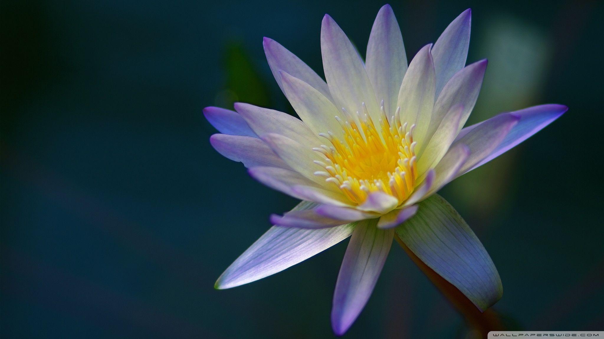 Zen Lotus Wallpapers - Top Free Zen Lotus Backgrounds - WallpaperAccess