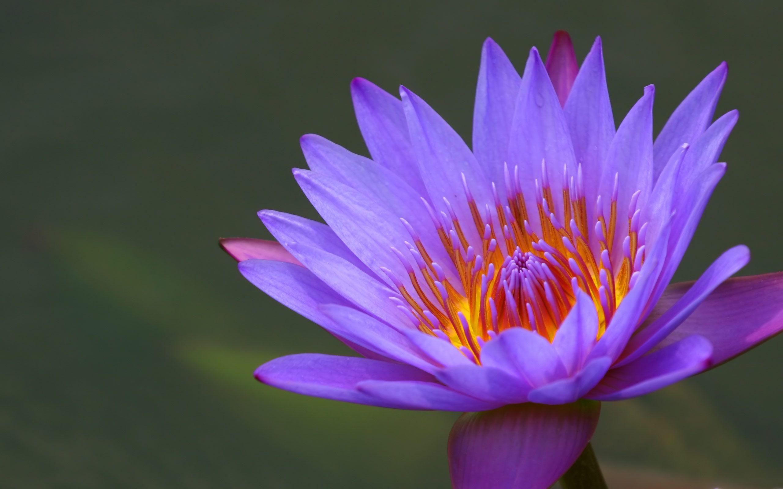 Zen Lotus Wallpapers - Top Free Zen Lotus Backgrounds - WallpaperAccess