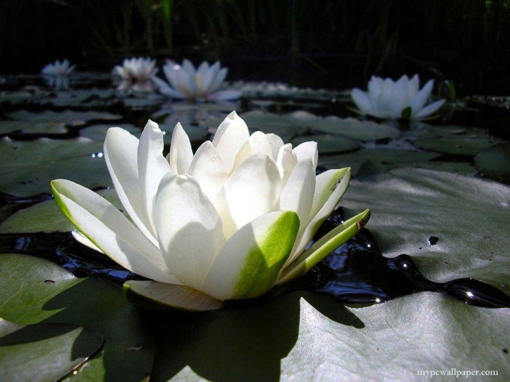 Zen Lotus Wallpapers - Top Free Zen Lotus Backgrounds - WallpaperAccess